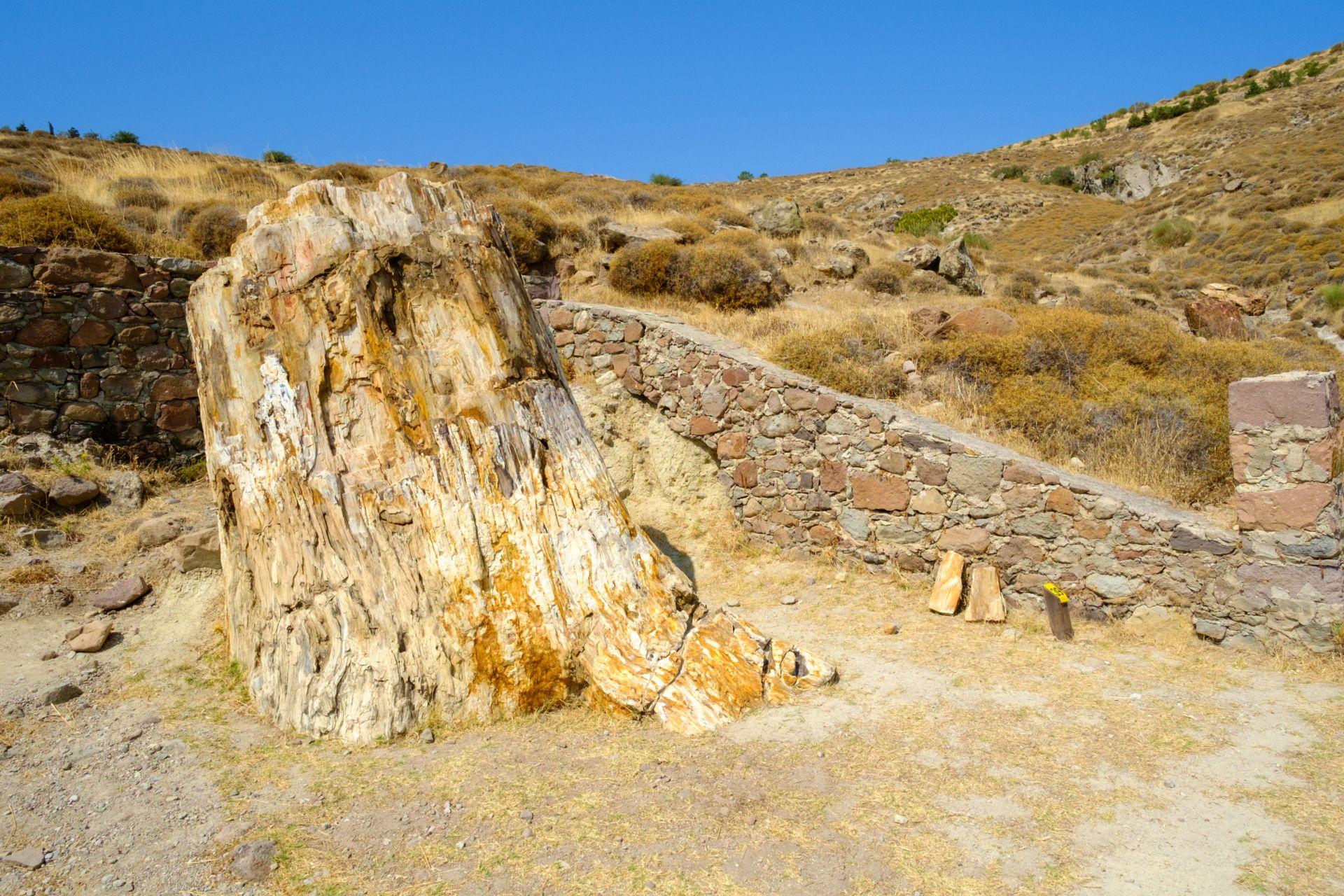 Το απολιθωμένο δάσος της Λέσβου και η ιστορία του | Ferryscanner