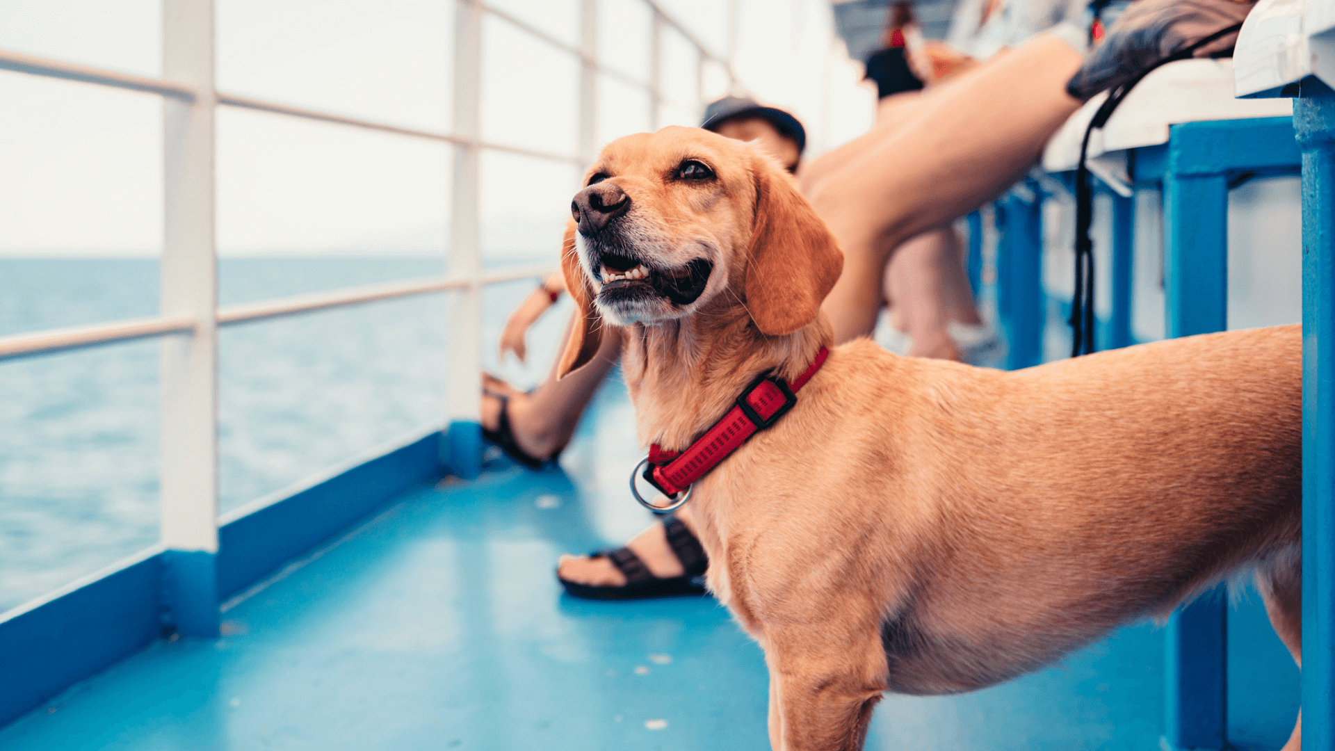 Pet Travel Guide | Ferryscanner